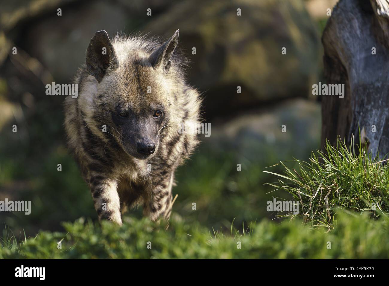 Striped hyena hyaena hi-res stock photography and images - Alamy