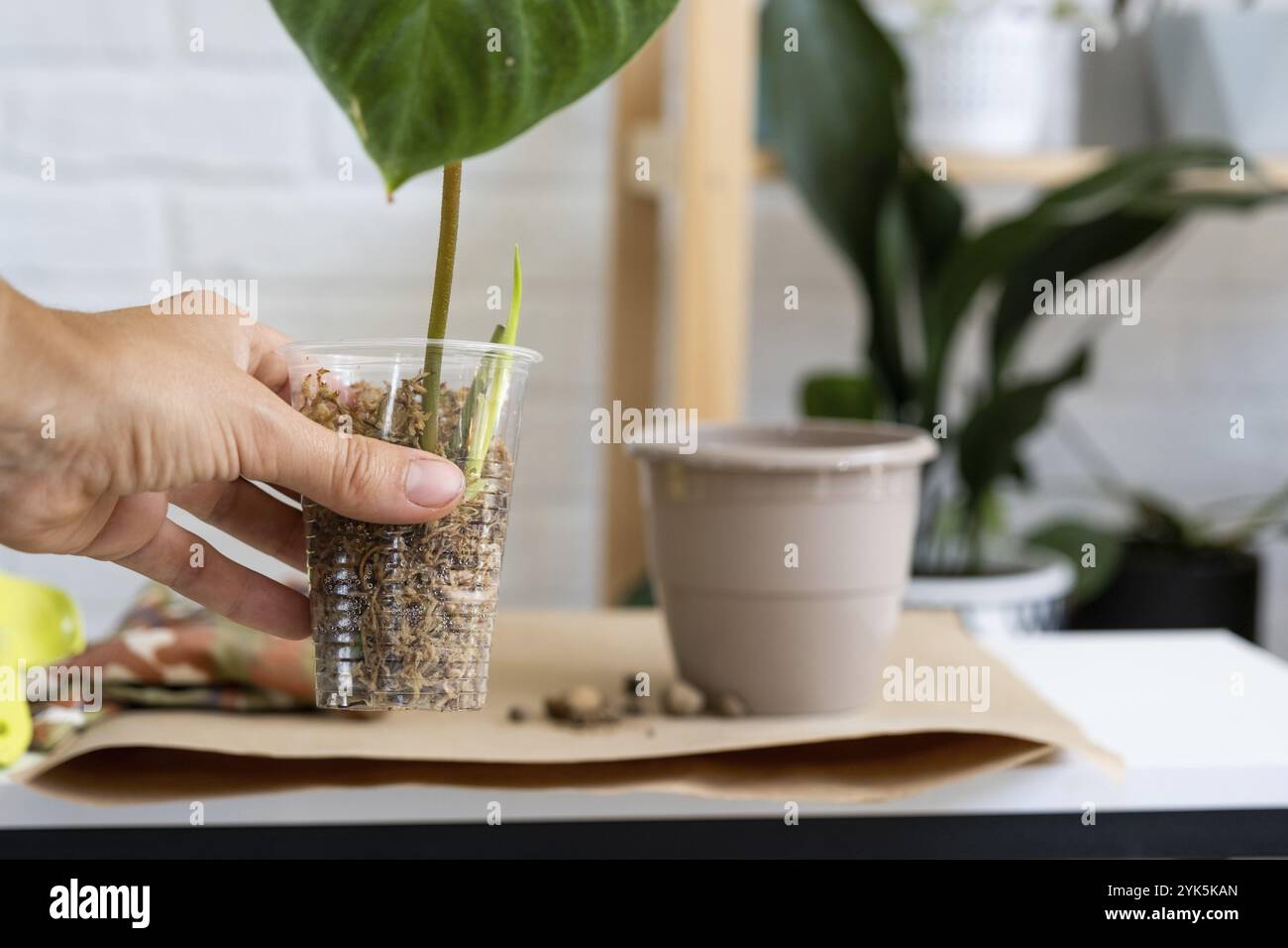Reproduction and transplanting a home plant Philodendron verrucosum ...