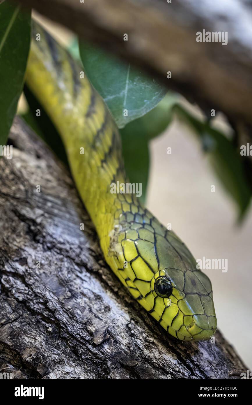 The green mamba (Dendroaspis viridis), a venomous snake Stock Photo - Alamy