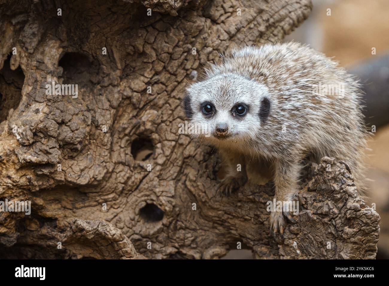 One cute little meerkat hi-res stock photography and images - Alamy