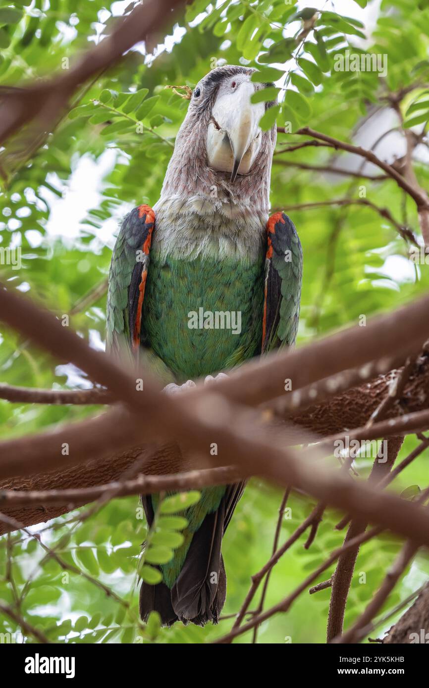 Cape parrot (Poicephalus robustus) exotic bird sitting on the tree ...
