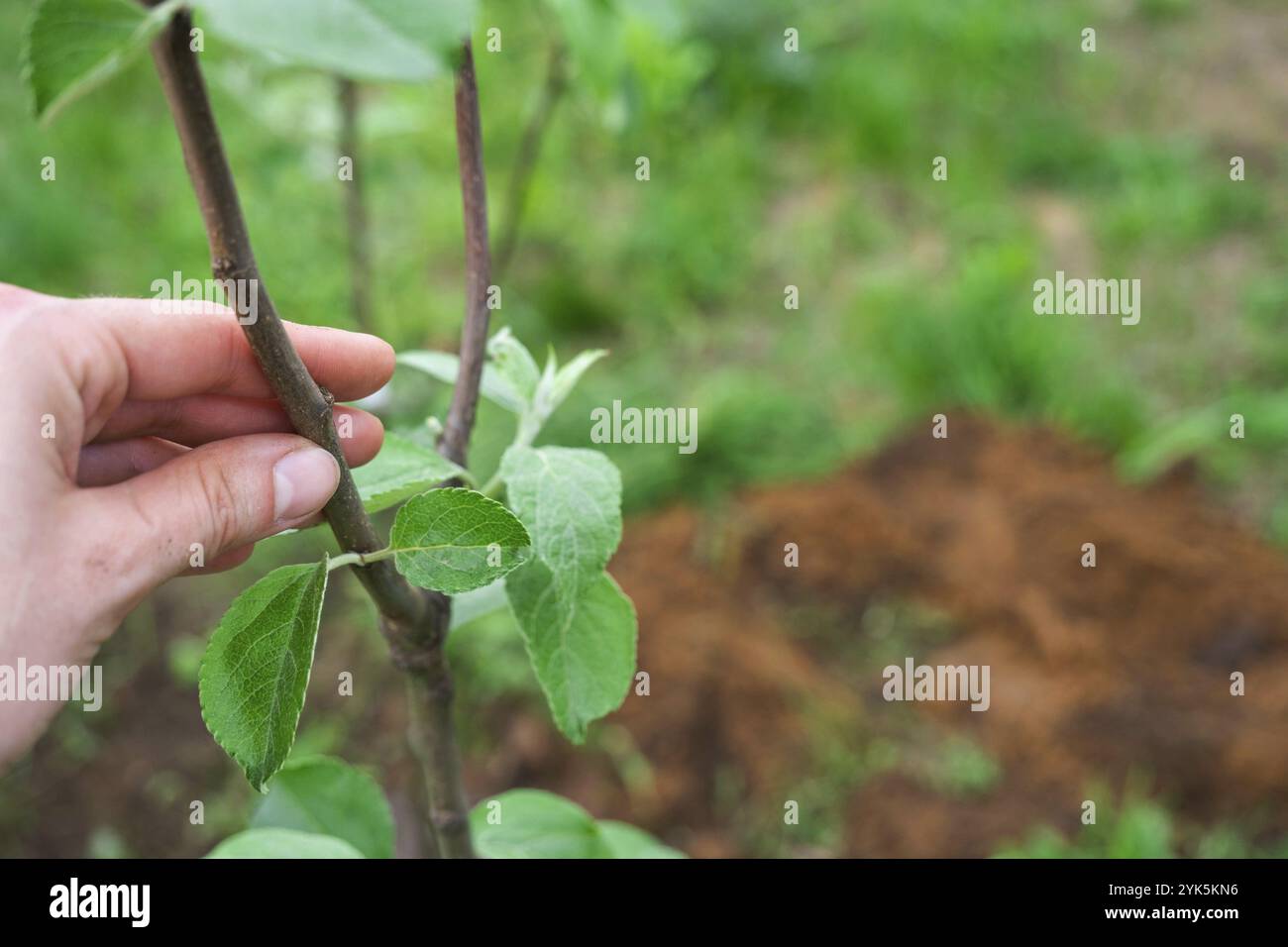 An apple tree seedling in the garden is prepared for planting in the ...