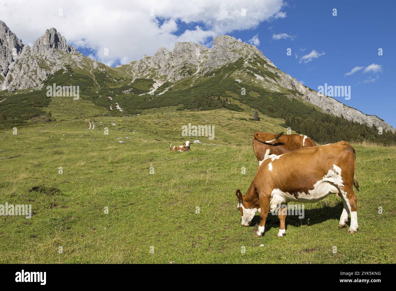 Austrian cattle breed hi-res stock photography and images - Alamy