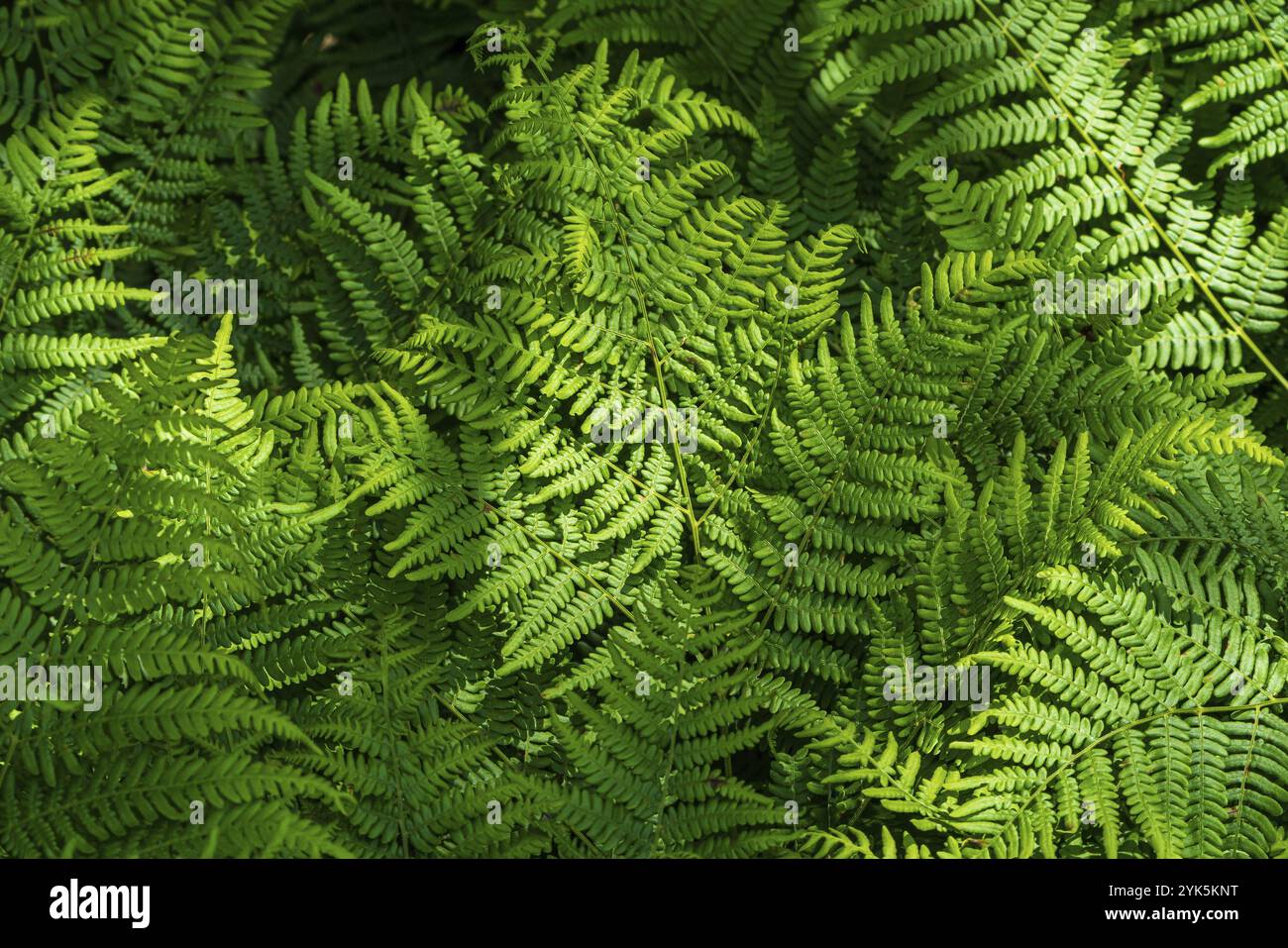Natural fern pattern. Background with young green fern leaves Stock ...