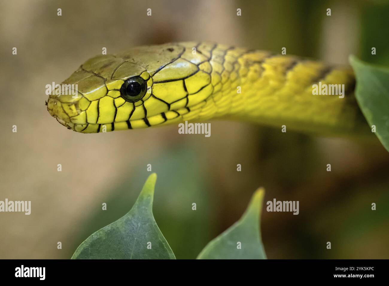 The green mamba (Dendroaspis viridis), a venomous snake Stock Photo - Alamy