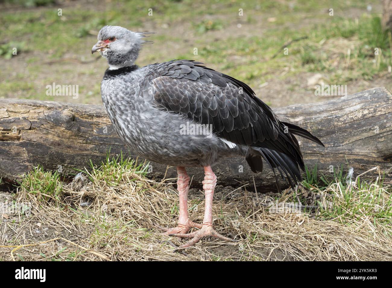 Southern screamer bird hi-res stock photography and images - Alamy