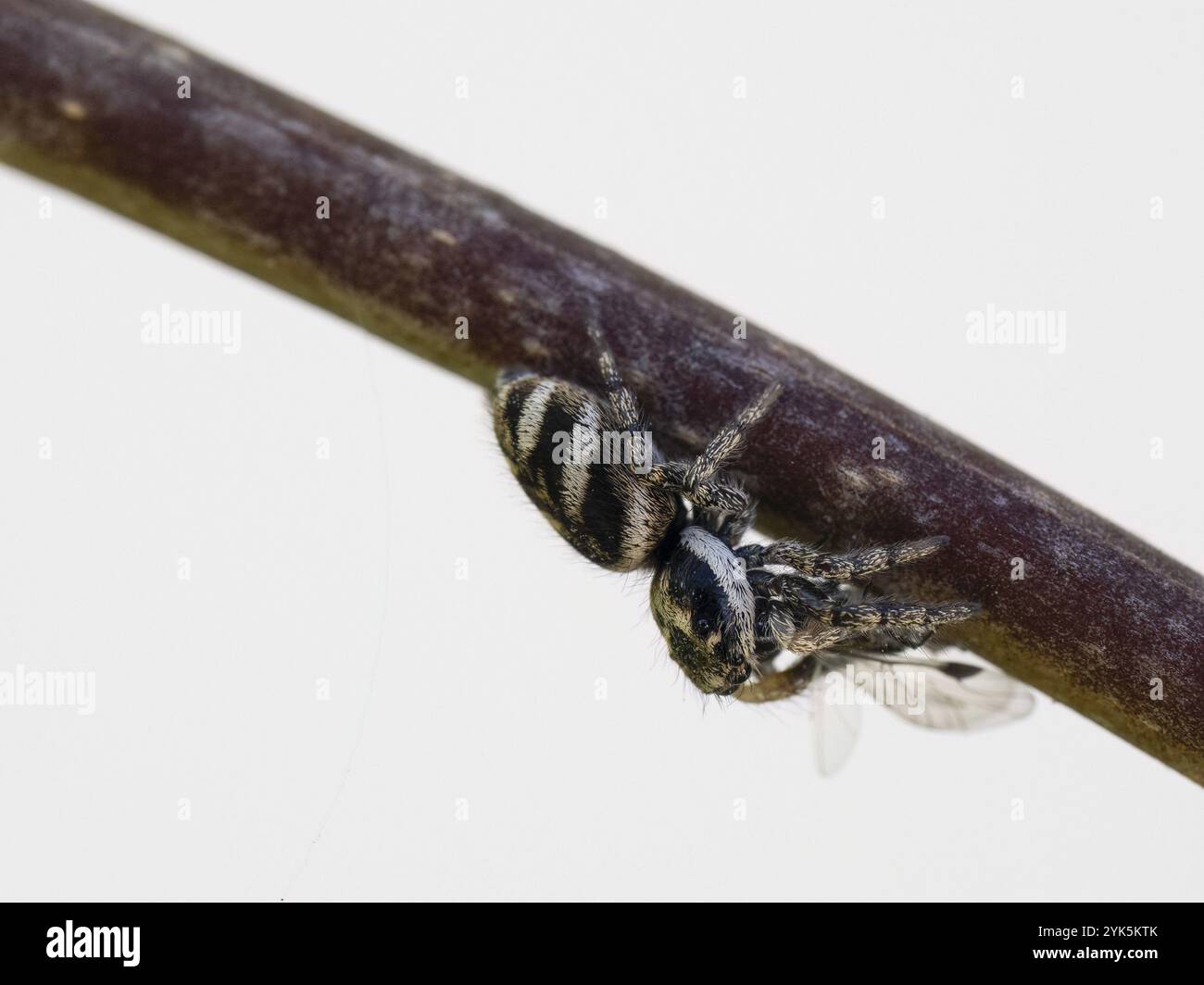 Wall zebra jumping spider (Salticus scenicus), with prey in its ...