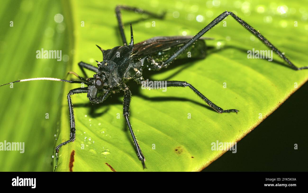 Shield Bug, Chust Bug, Hemiptera, Tropical Rainforest, Napo River Basin ...