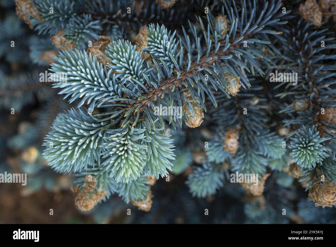 Coniferous branch young shoots hi-res stock photography and images - Alamy