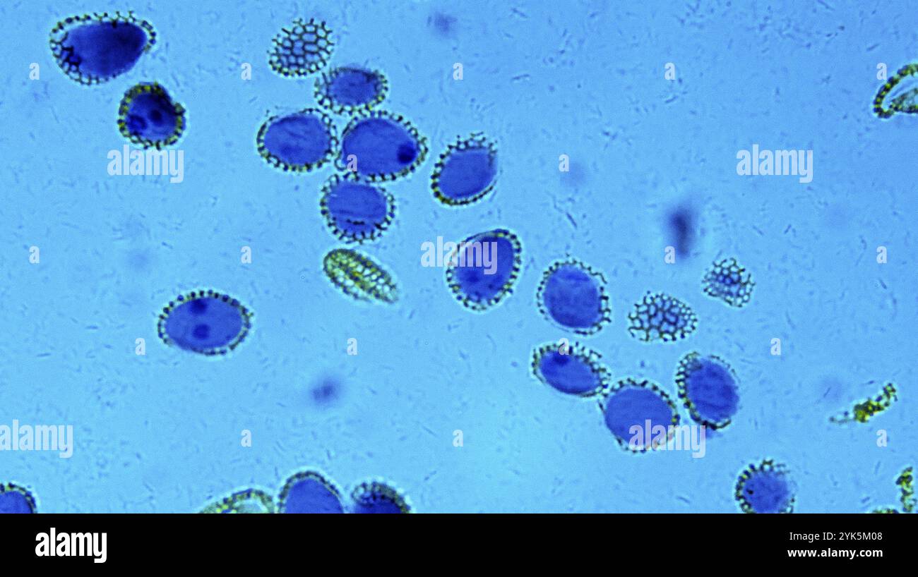 Optical microscopes hi-res stock photography and images - Alamy