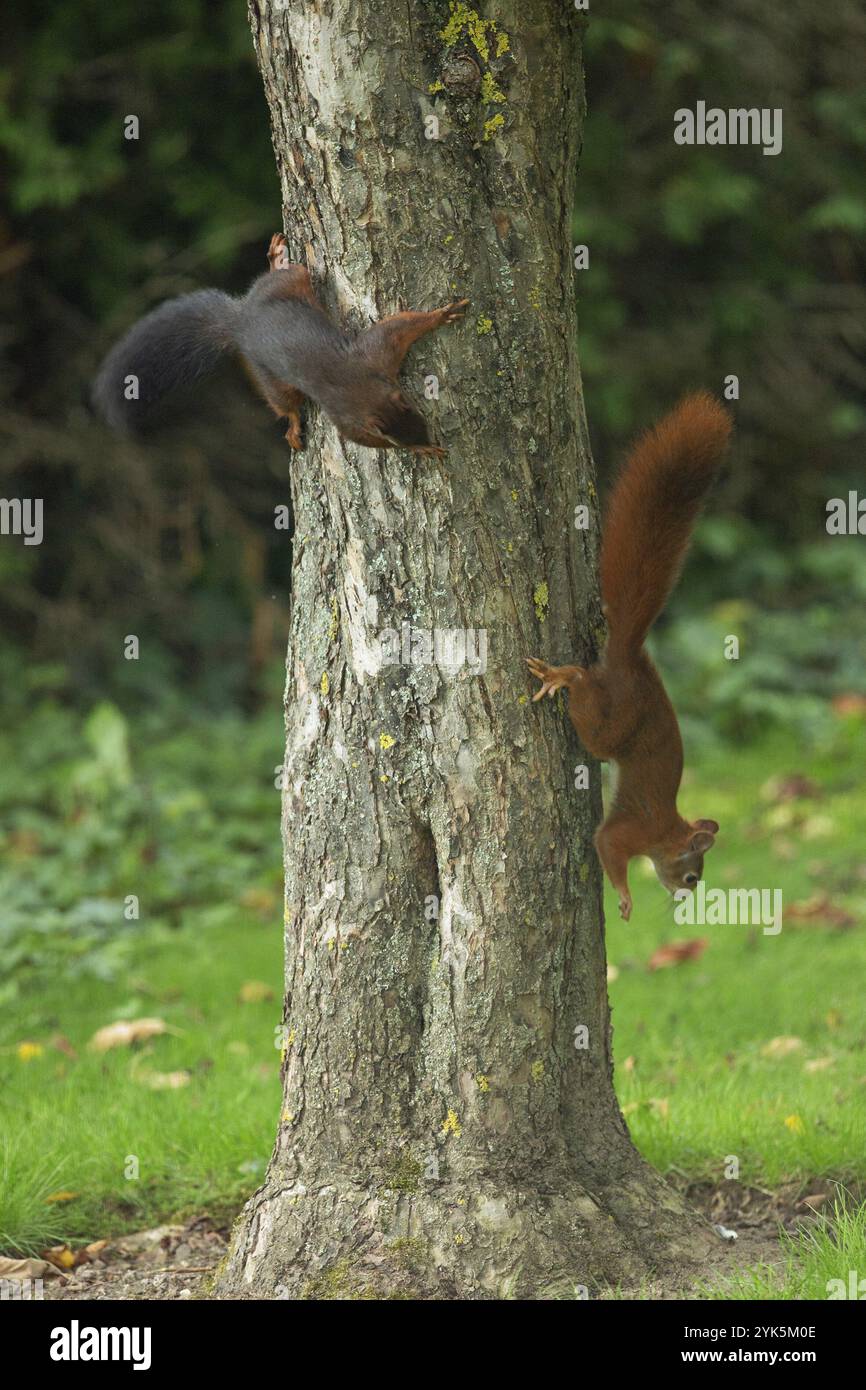 Two squirrels on tree trunk hi-res stock photography and images - Alamy