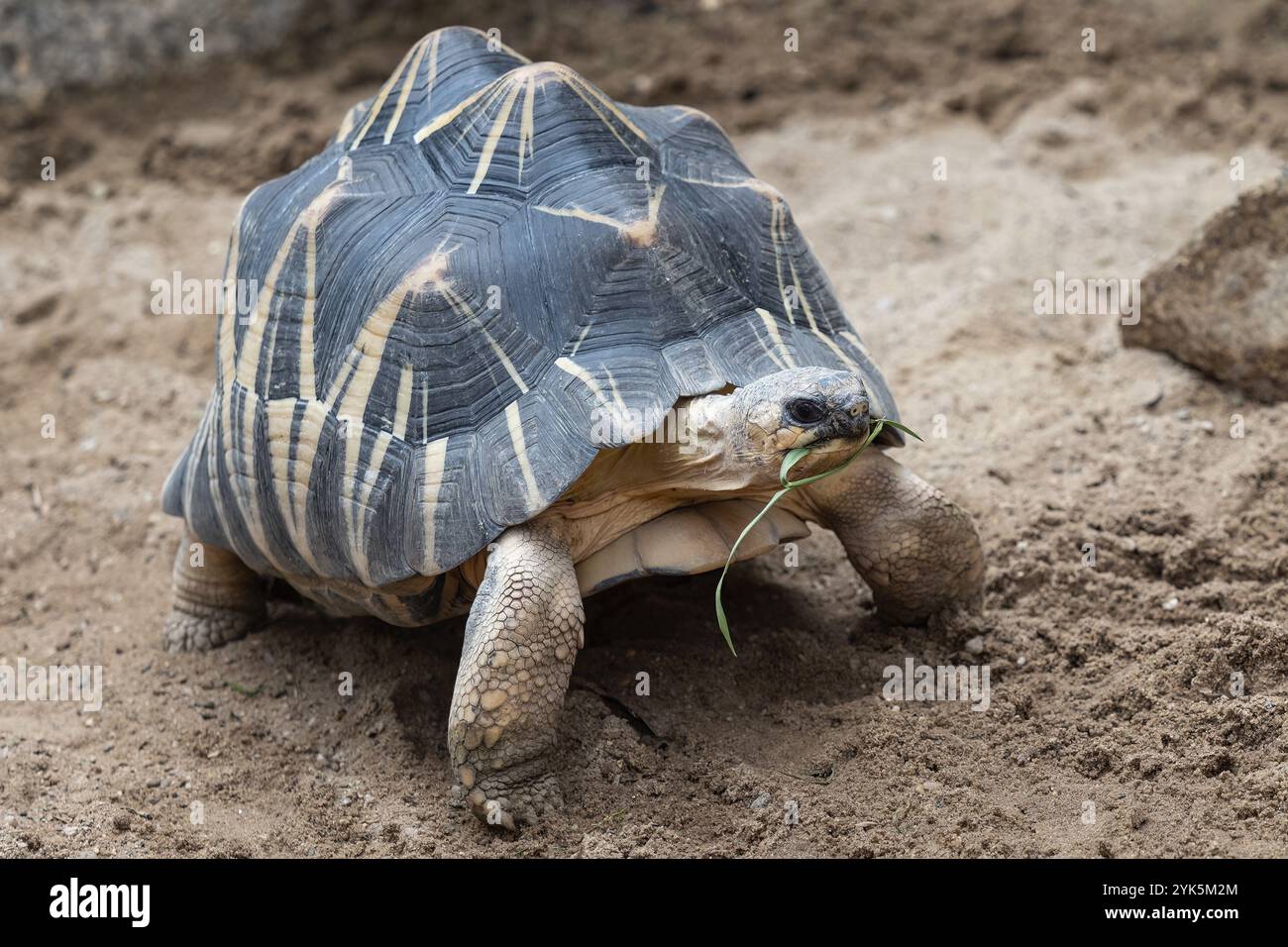 Radiated tortoise walking on ground, Astrochelys radiata. Critically ...