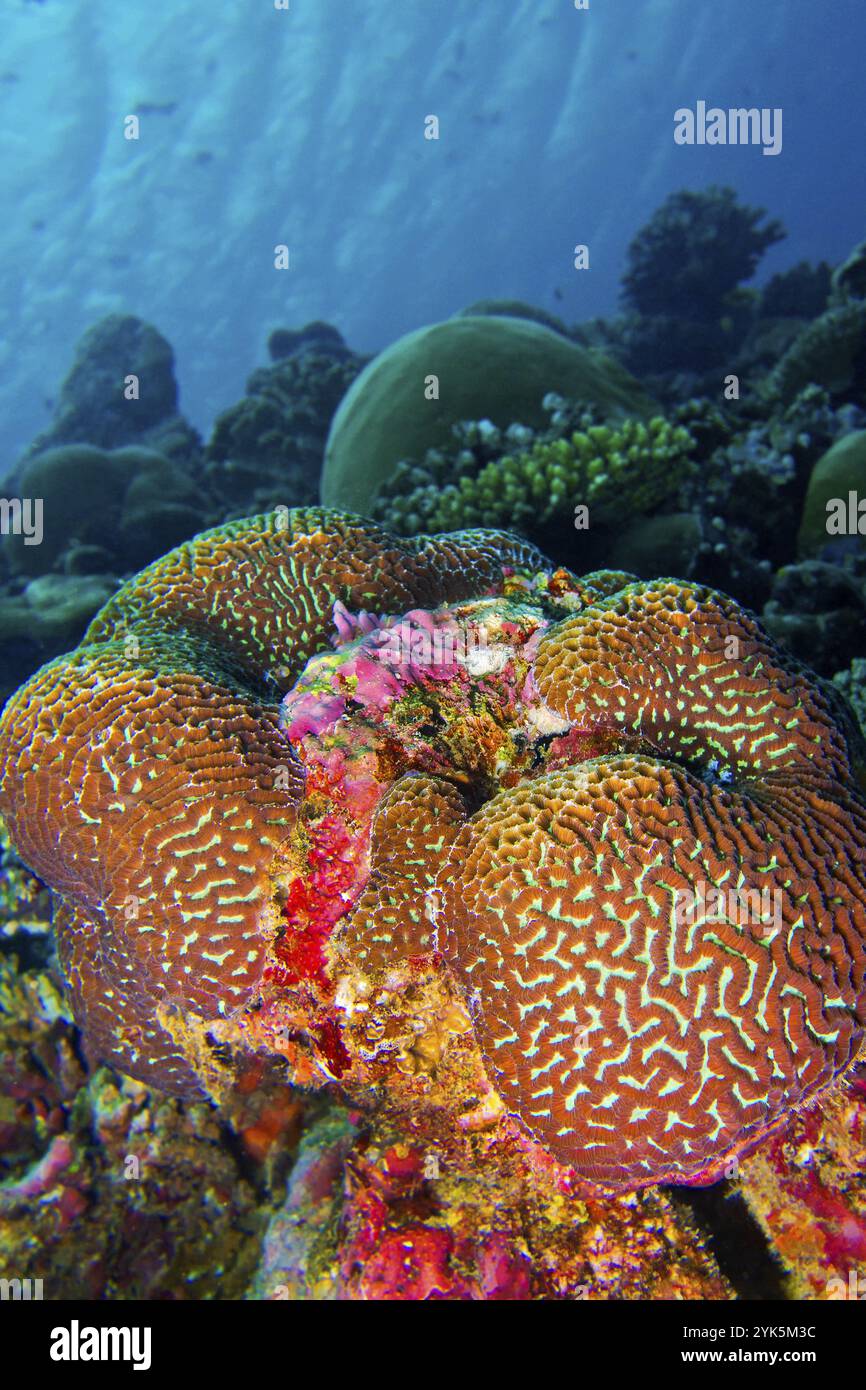 Coral Reef, Reef Building Coral, South Ari Atoll, Maldives, Indian ...