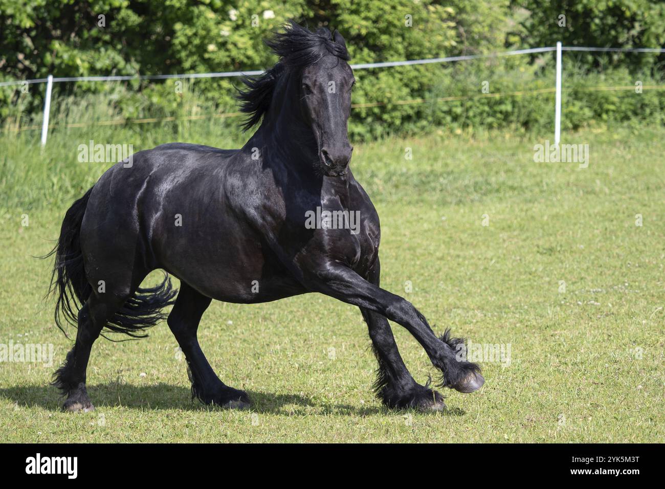 Friesian horse riding hi-res stock photography and images - Alamy