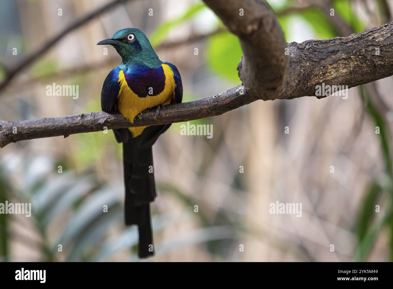 Golden breasted Starling, Cosmopsarus regius, Glossy Starling sitting ...