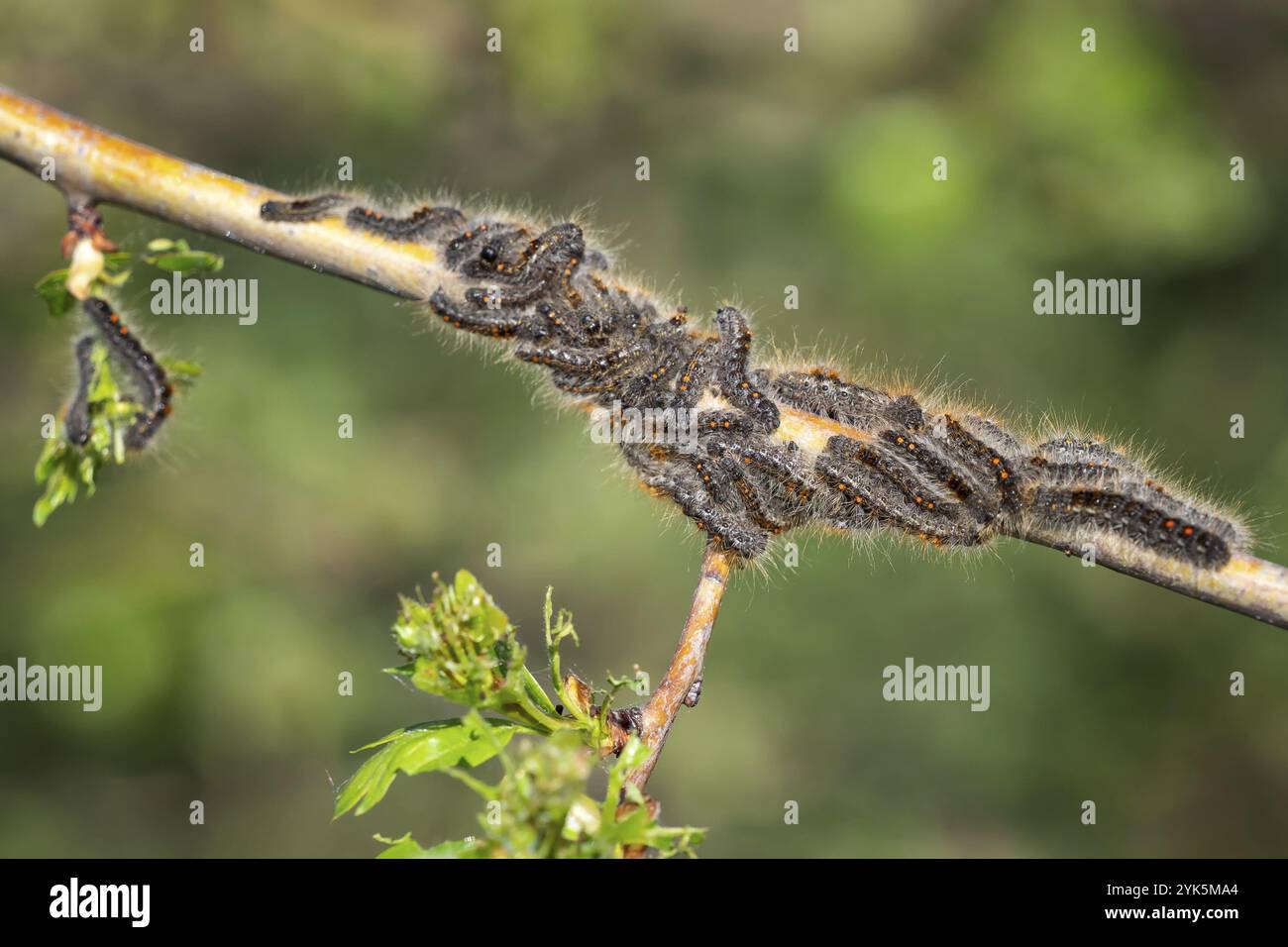 Caterpillar habitat hi-res stock photography and images - Alamy