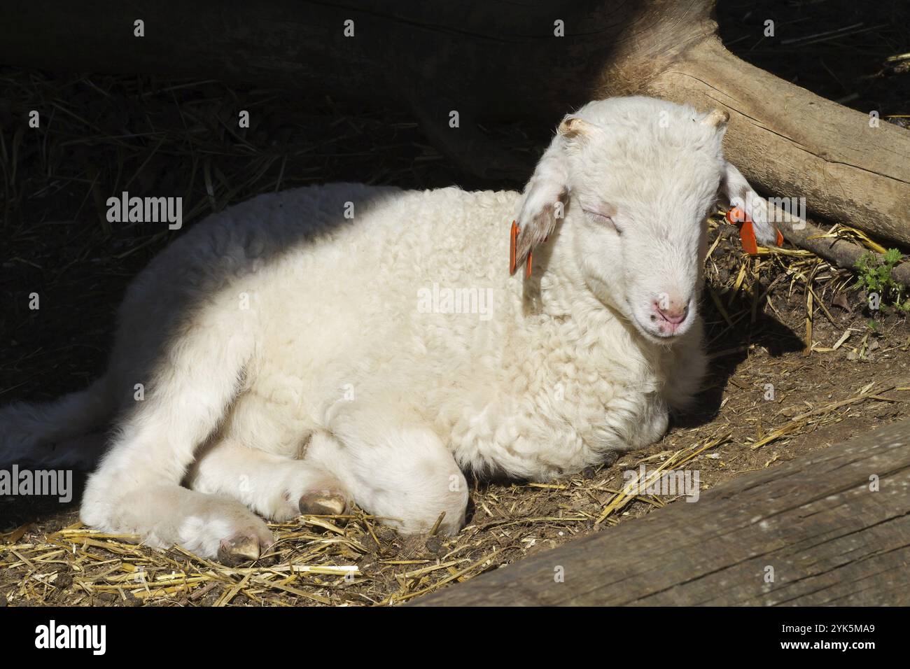 New born lamb Stock Photo - Alamy