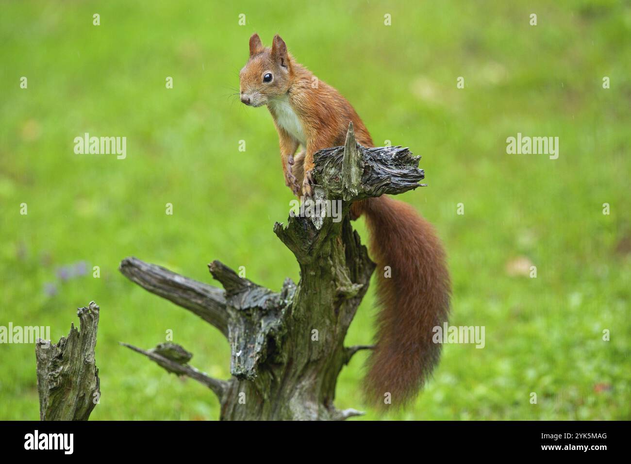 Squirrels sciuridae mammalia hi-res stock photography and images - Alamy