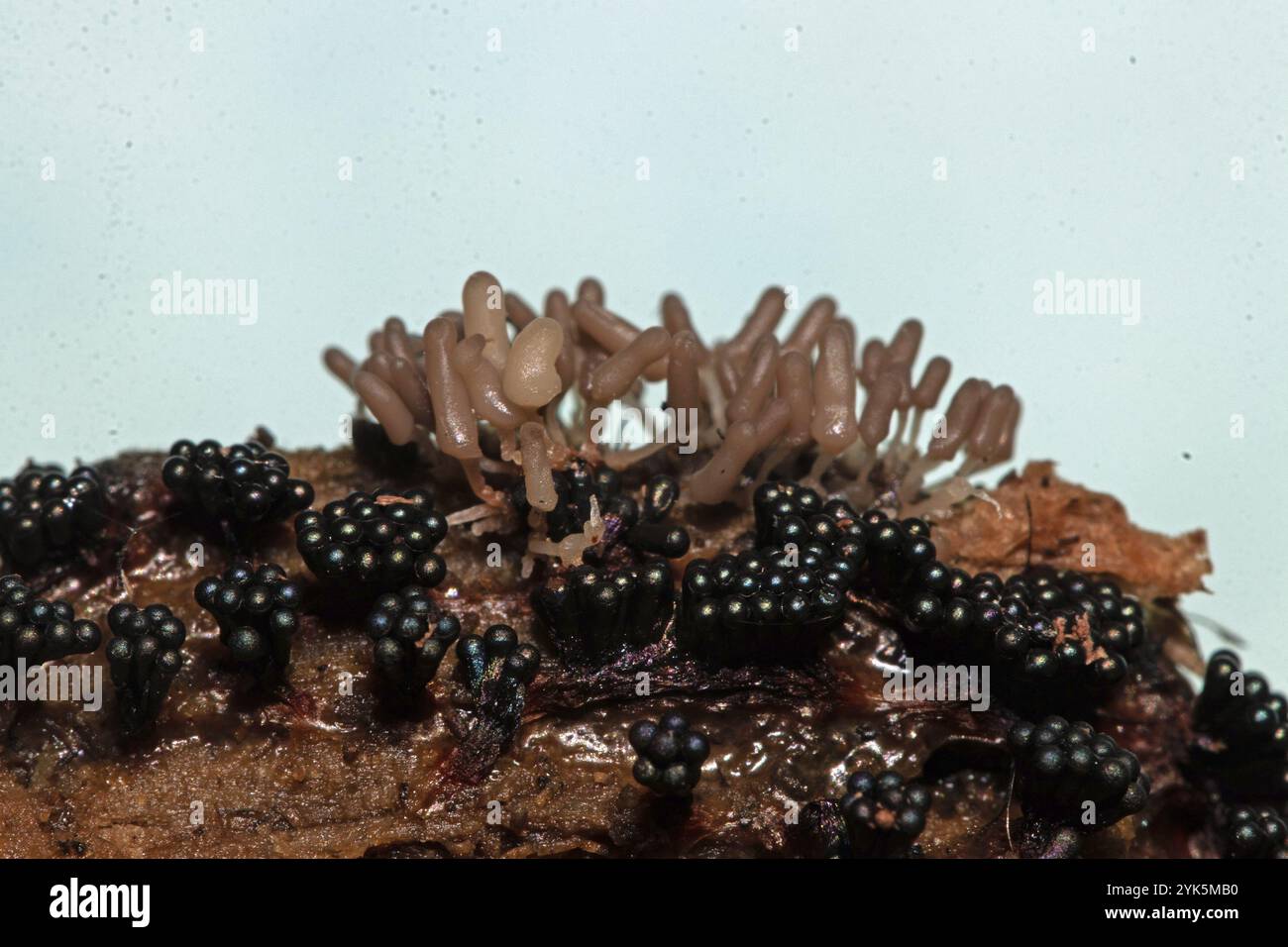 Wasp's nest some black raspberry-like fruiting bodies next to each ...