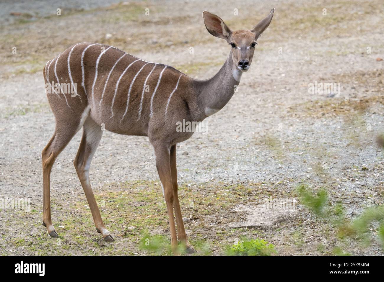 Lesser Kudu (Tragelaphus Imberbis), small antelope Stock Photo - Alamy