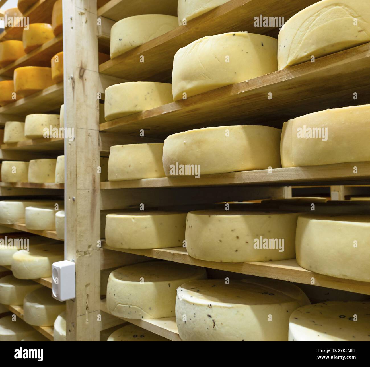 Round cheese heads in the cheese factory lie on the shelves of the ...