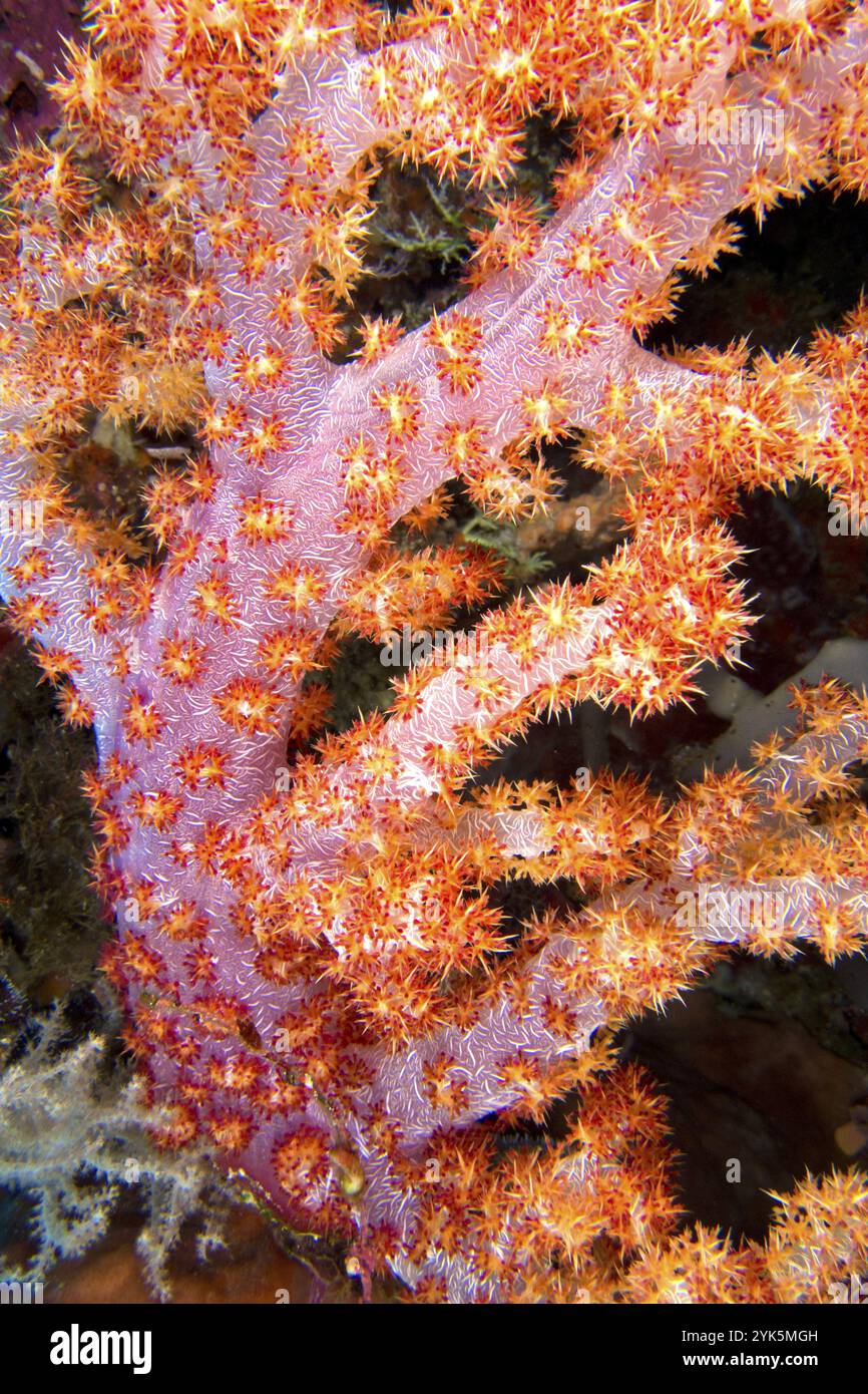 Multi-branched trees, Soft Coral, Bunaken National Marine Park, Bunaken ...