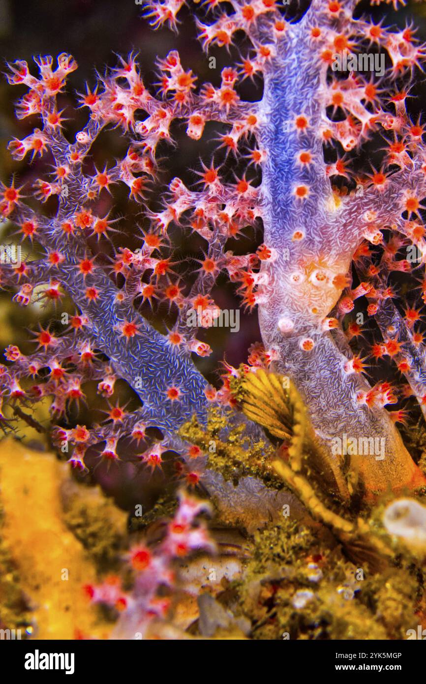 Multi-branched Coral Trees, Soft Coral, Reef Building Corals, Coral ...