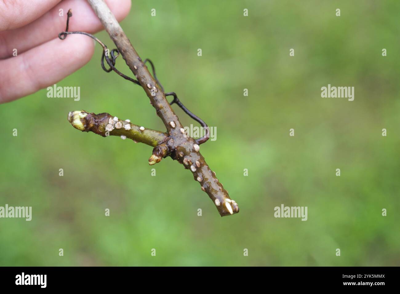 The stem of a branch with germinating rudiments of roots close-up ...