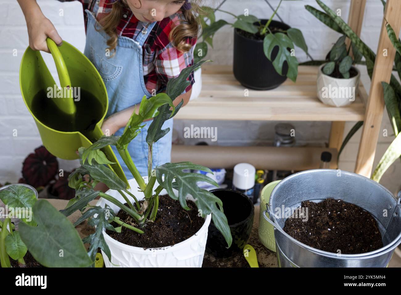 Girl transplants a potted houseplant philodendron into a new soil with ...