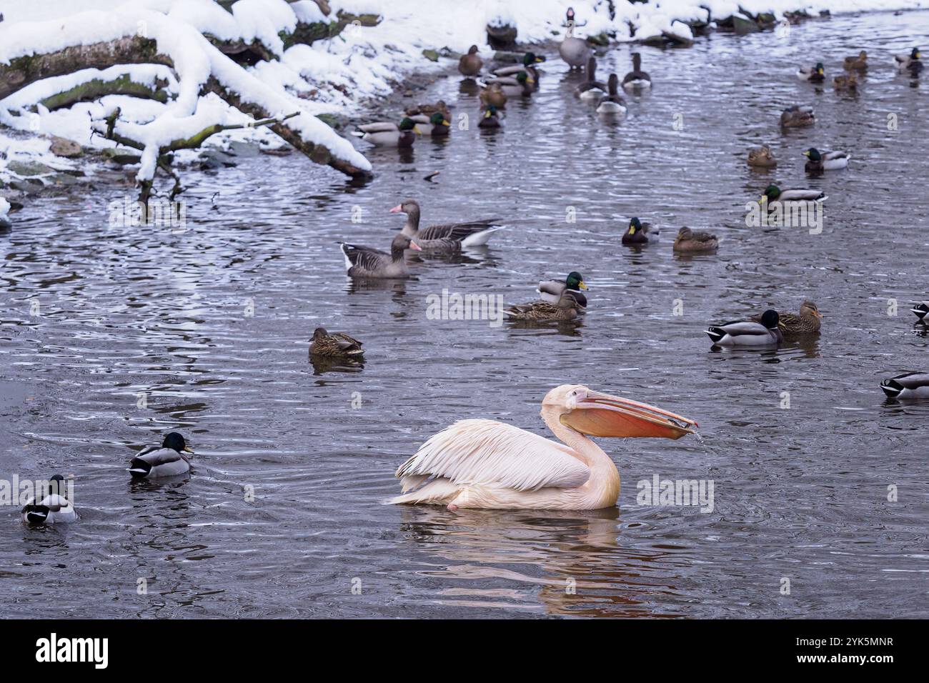 Herd white duck in pond hi-res stock photography and images - Alamy