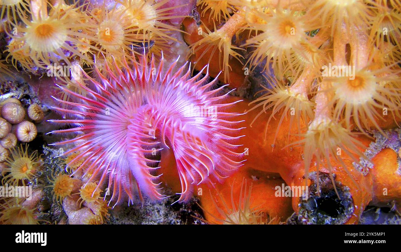 Tubeworm, Fan Worm, Serpula vermicularis, Feather Duster Worms, Tube ...