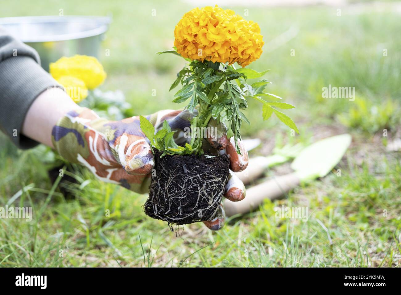 Yellow and orange marigold seedlings with roots are prepared for ...