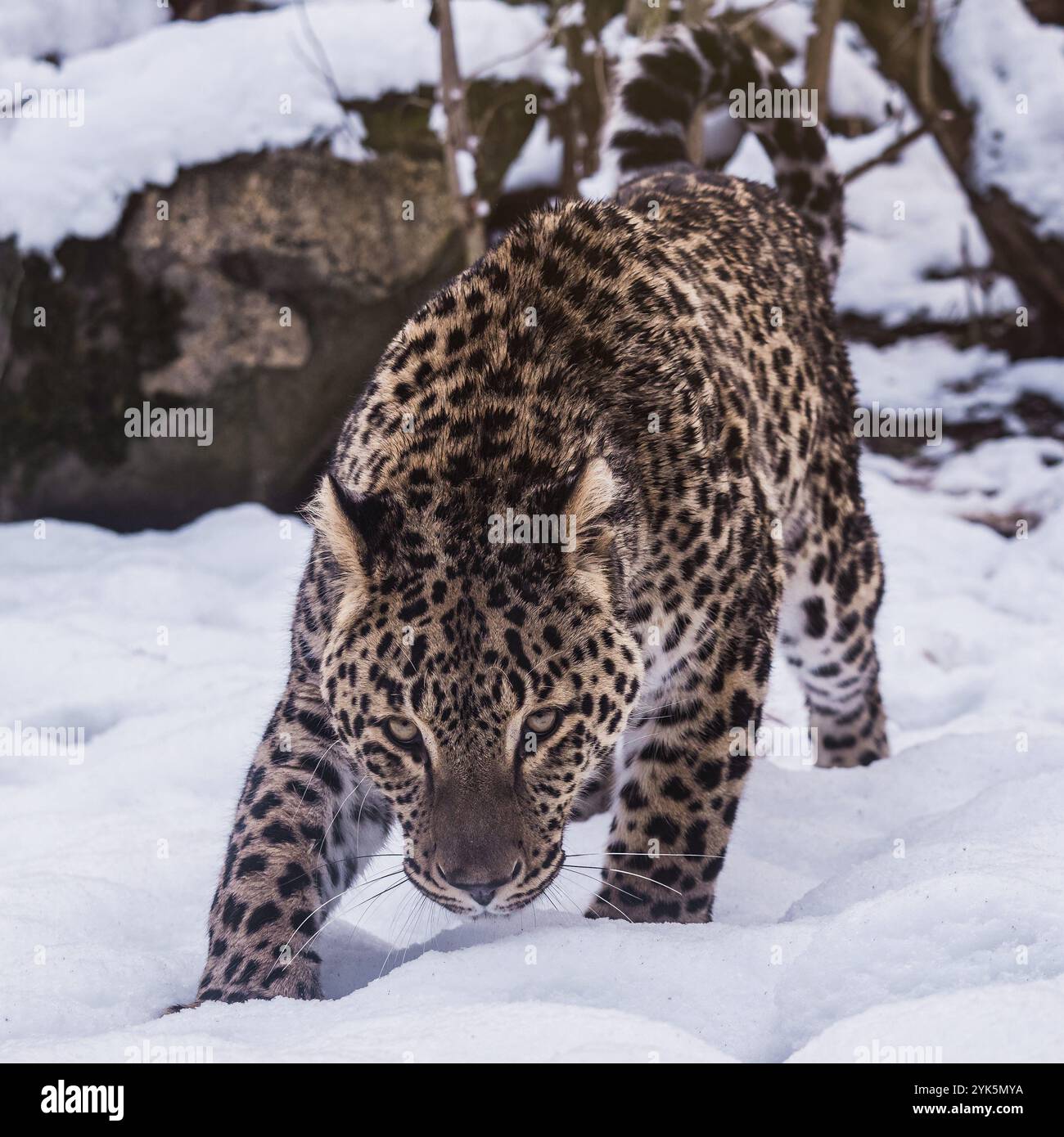 Persian leopard (Panthera pardus saxicolor) in winter Stock Photo - Alamy