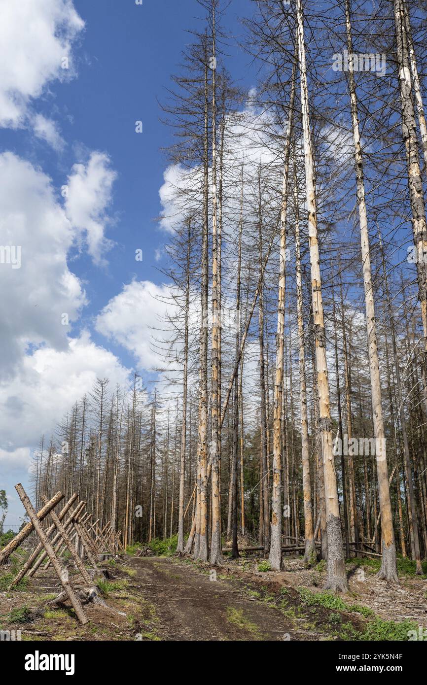 Dead spruces following bark hi-res stock photography and images - Alamy
