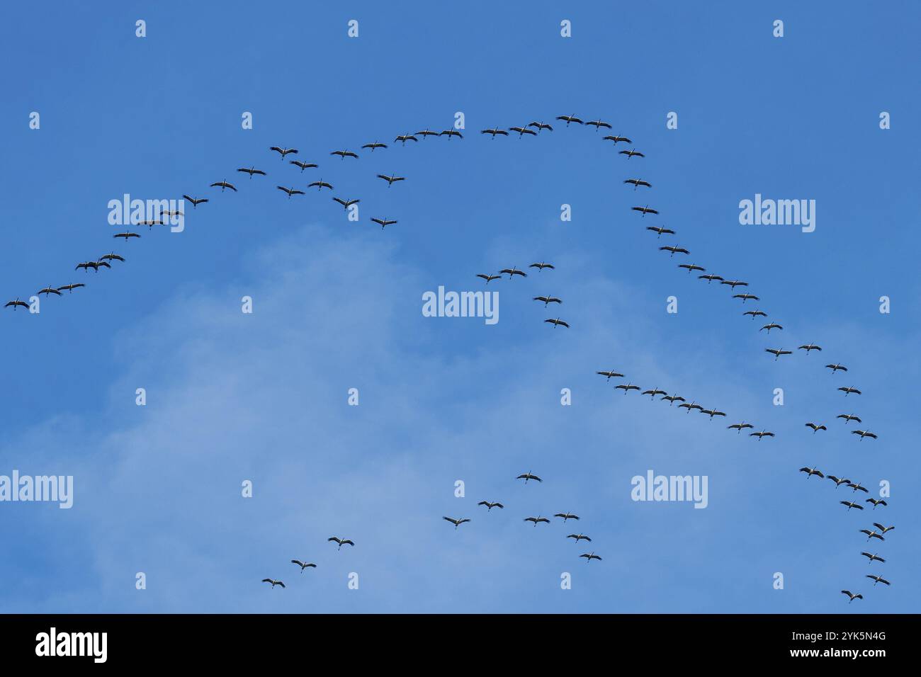 Flying birds form a V-formation in the blue sky under scattered clouds ...