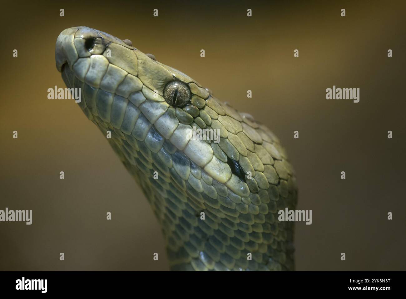 Animals threatened with extinction hi-res stock photography and images ...