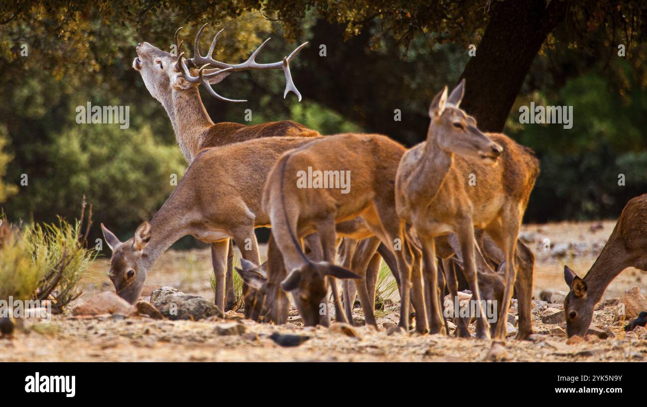 Red Deer, Cervus elaphus, Rutting Season, Monfraguee National Park, SPA ...