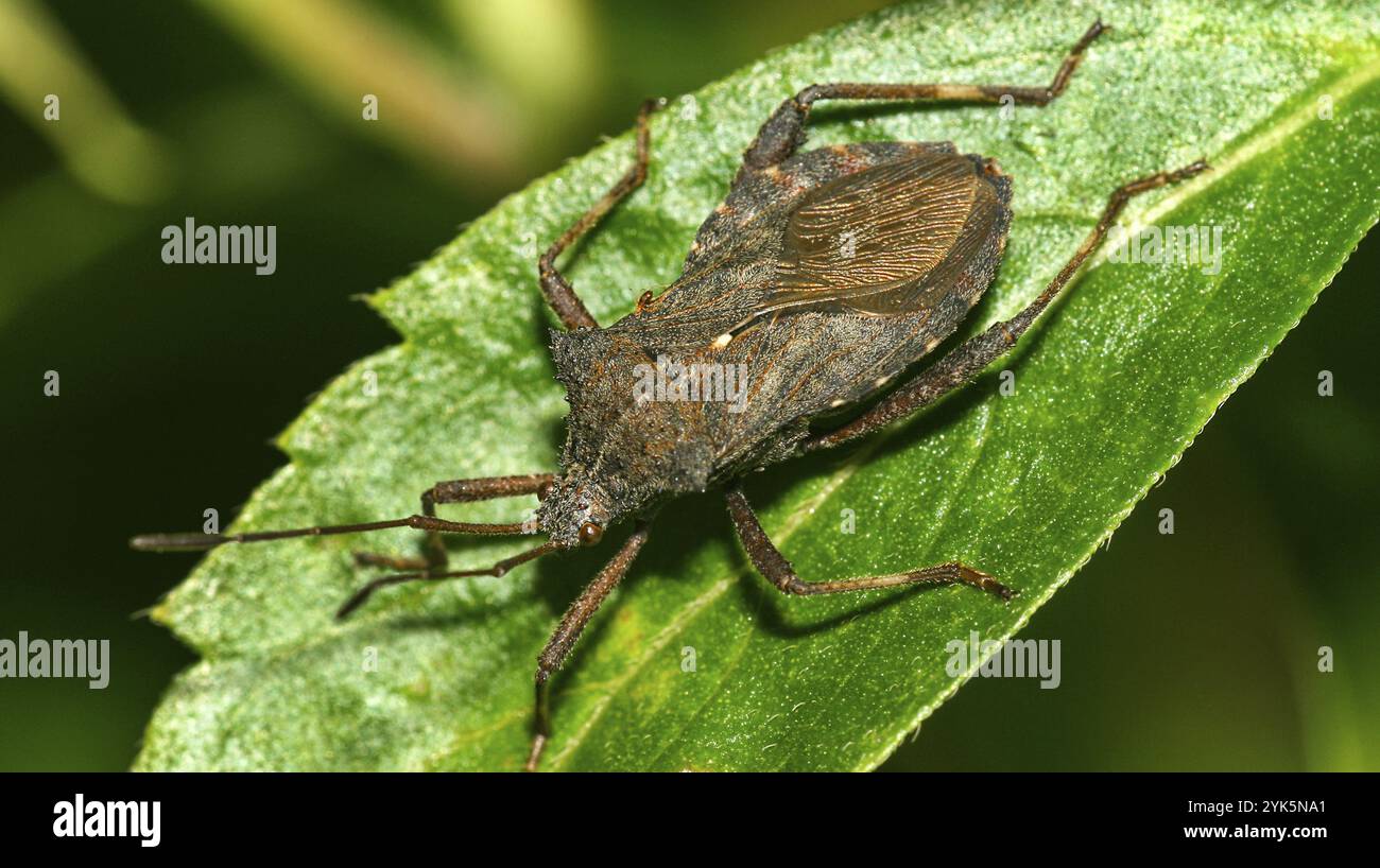 Shield Bug, Chust Bug, Hemiptera, Tropical Rainforest, Napo River Basin ...