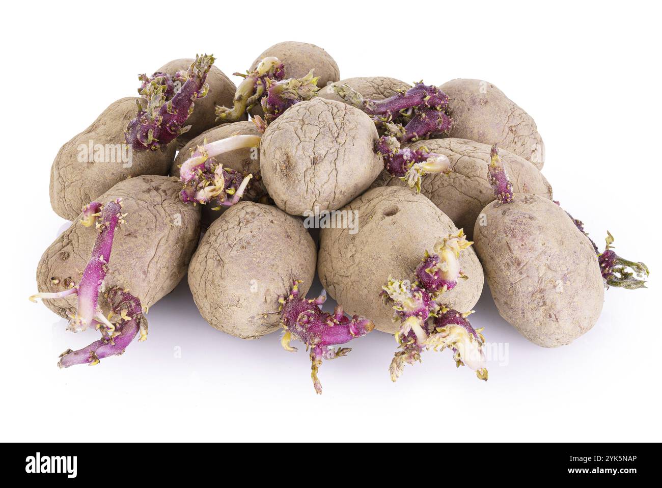 Sprouted potatoes isolated on white background Stock Photo - Alamy