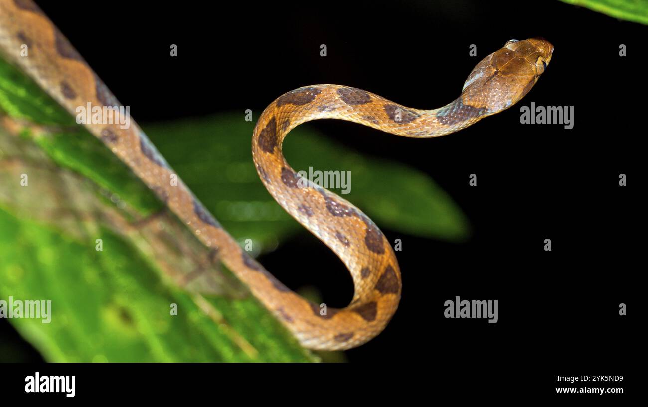 Mapepire Corde Violon, Blunthead Tree Snake, Imantodes cenchoa ...