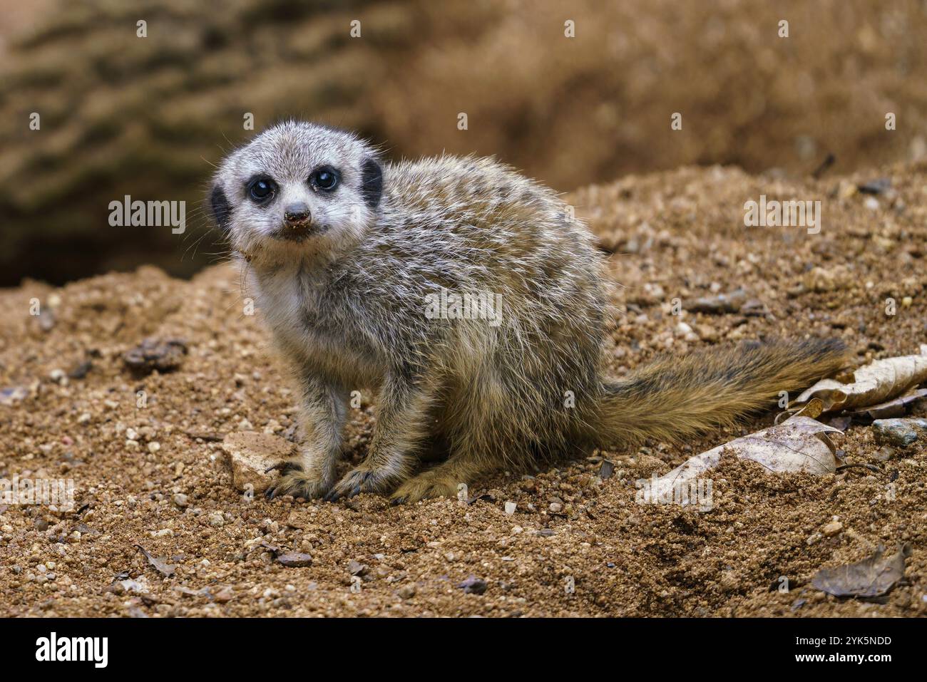 The little cub meerkat (Suricata suricatta) sits on a sand Stock Photo ...