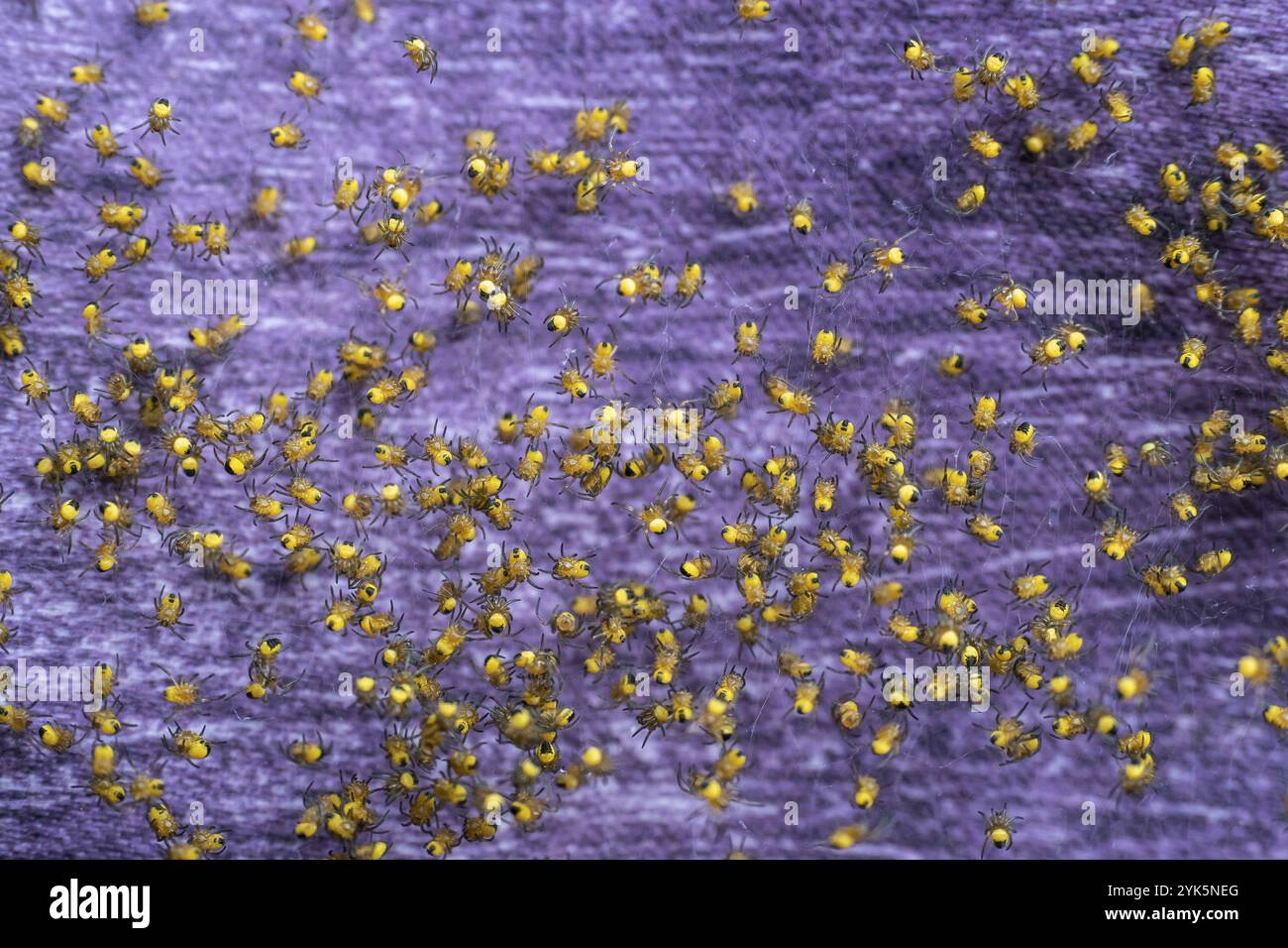 Bundle of spiders hi-res stock photography and images - Alamy
