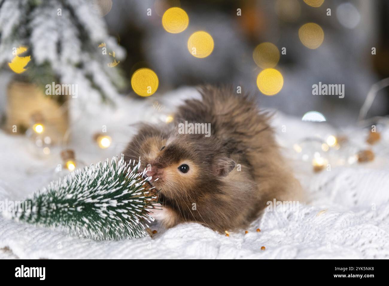 A funny shaggy fluffy hamster nibbles Gnawing on the Christmas tree on ...