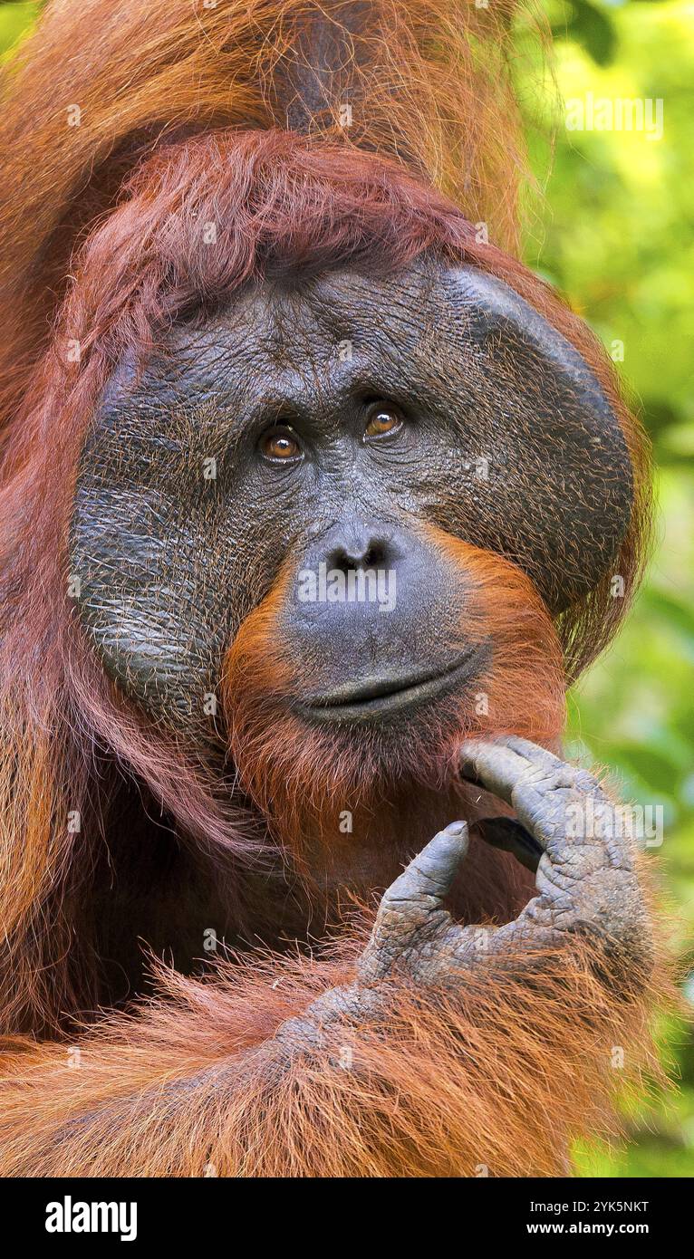 Orangutan, Pongo pygmaeus, Sekonyer River, Tanjung Puting National Park ...