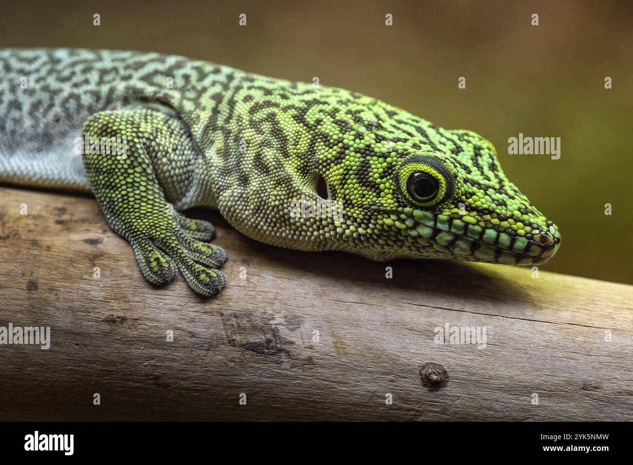 Standings day geckos hi-res stock photography and images - Alamy