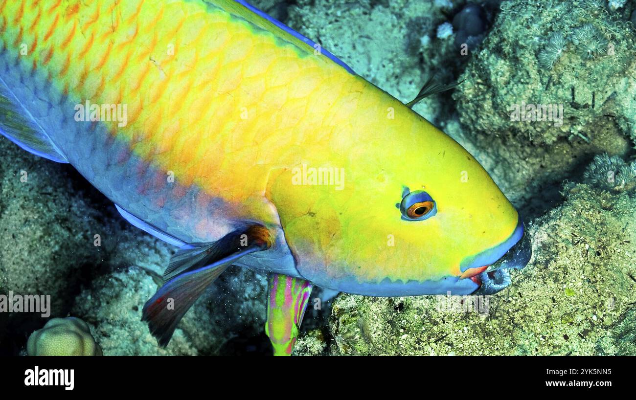 Steephead Parrotfish, Heavybeak Parrotfish, Chlorurus gibbus, Coral ...