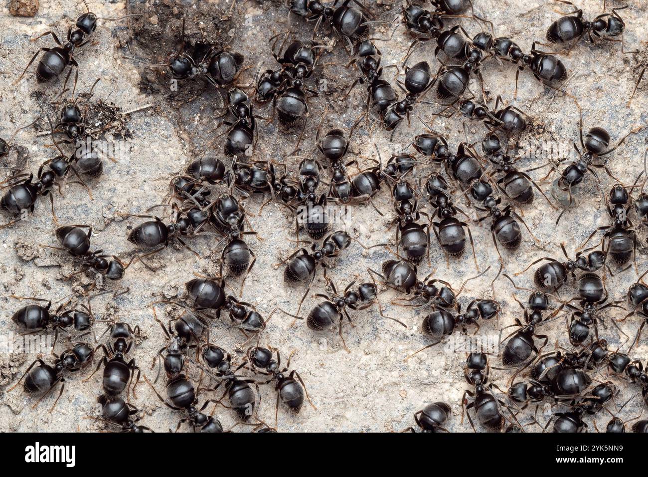 Anthill close up ants hi-res stock photography and images - Alamy