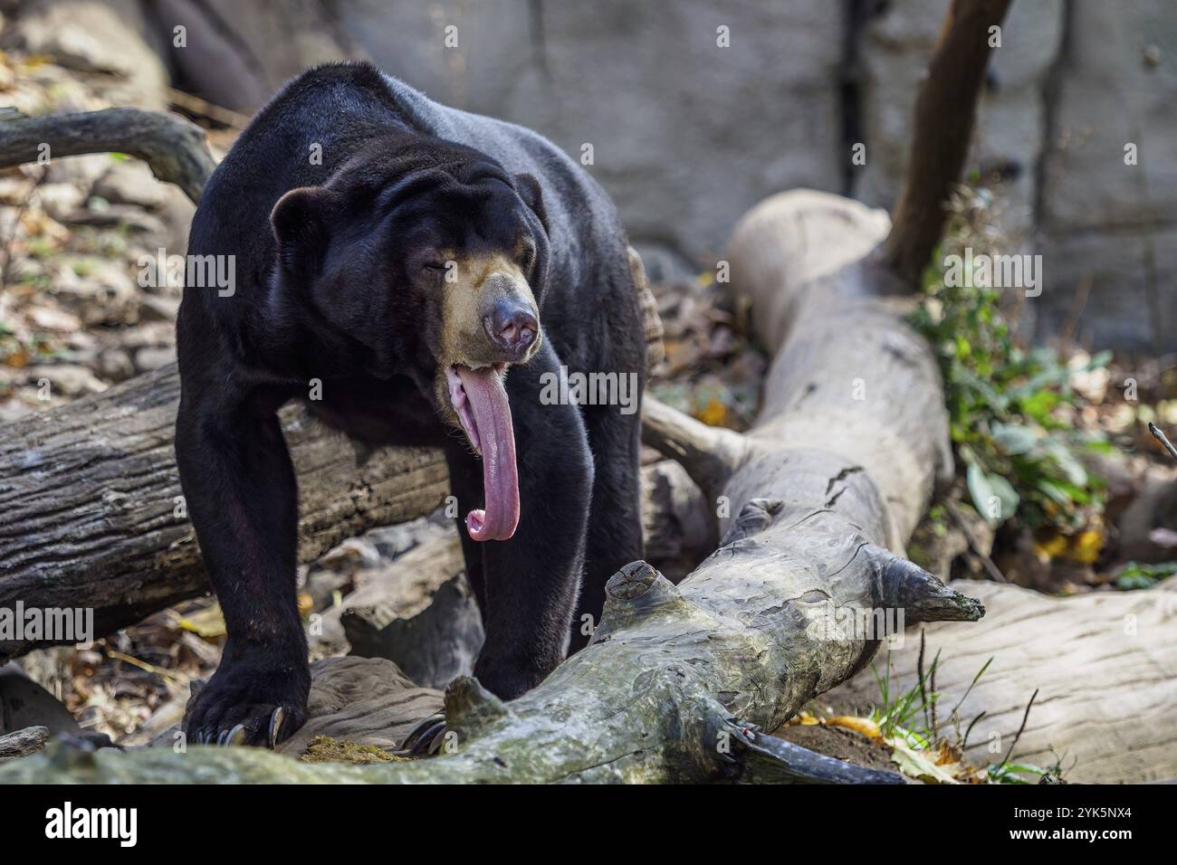 Malayan sun bear also known as a Malaysian bear (Helarctos malayanus ...