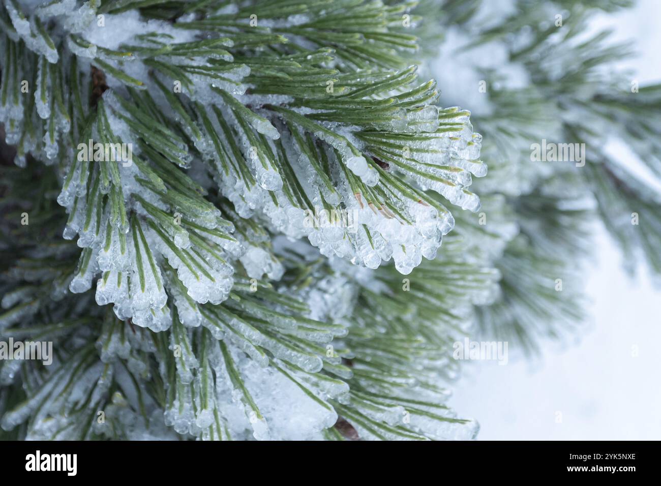 Green pine needles covered ice hi-res stock photography and images - Alamy