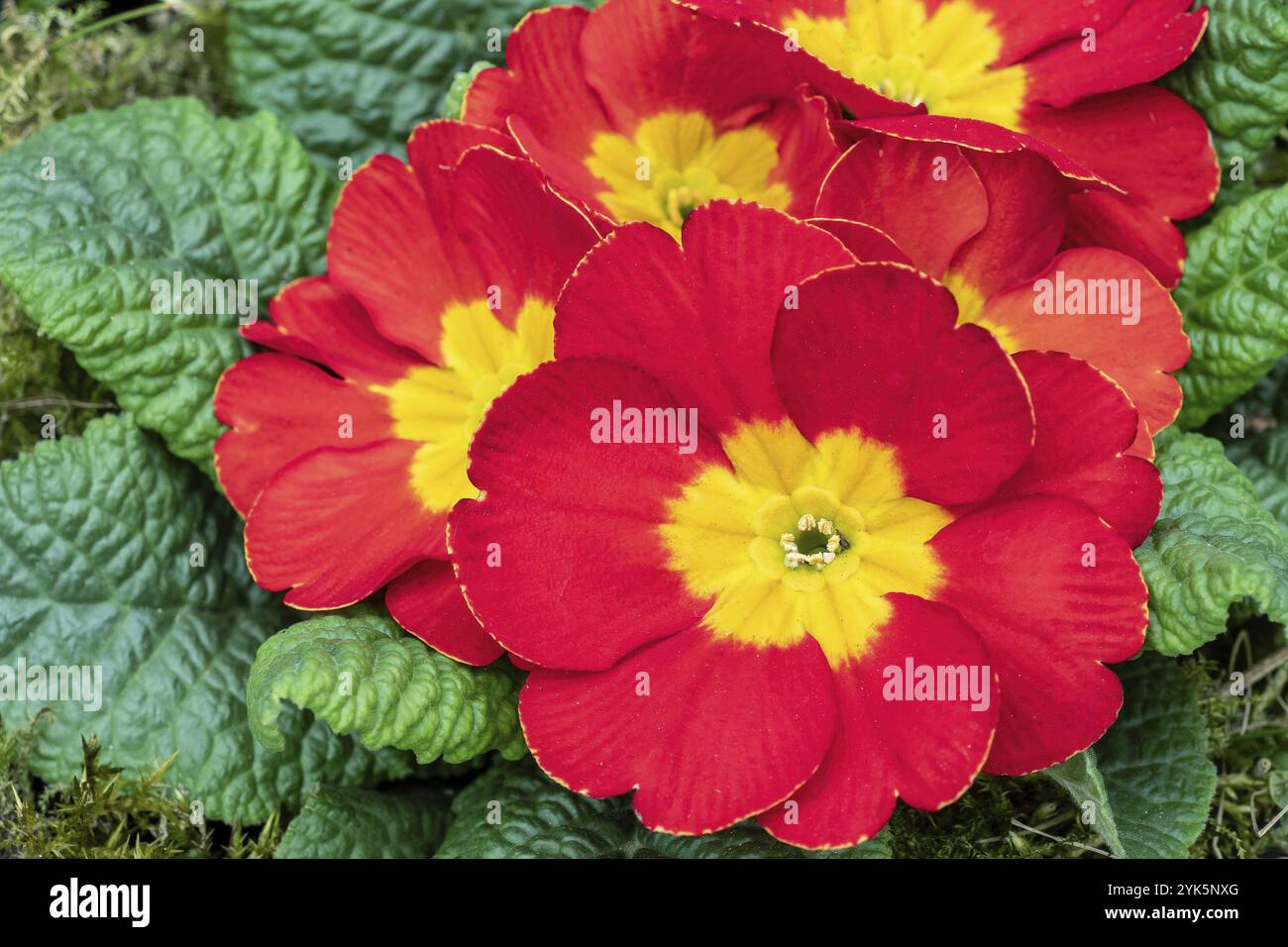 First spring blooms in hi-res stock photography and images - Alamy